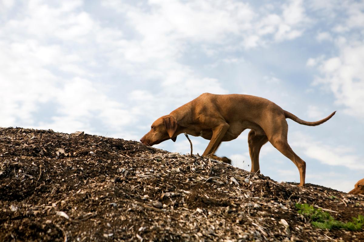 7 Benefits Of Investing In Professional K9 Scent Training | K9 Scent ...